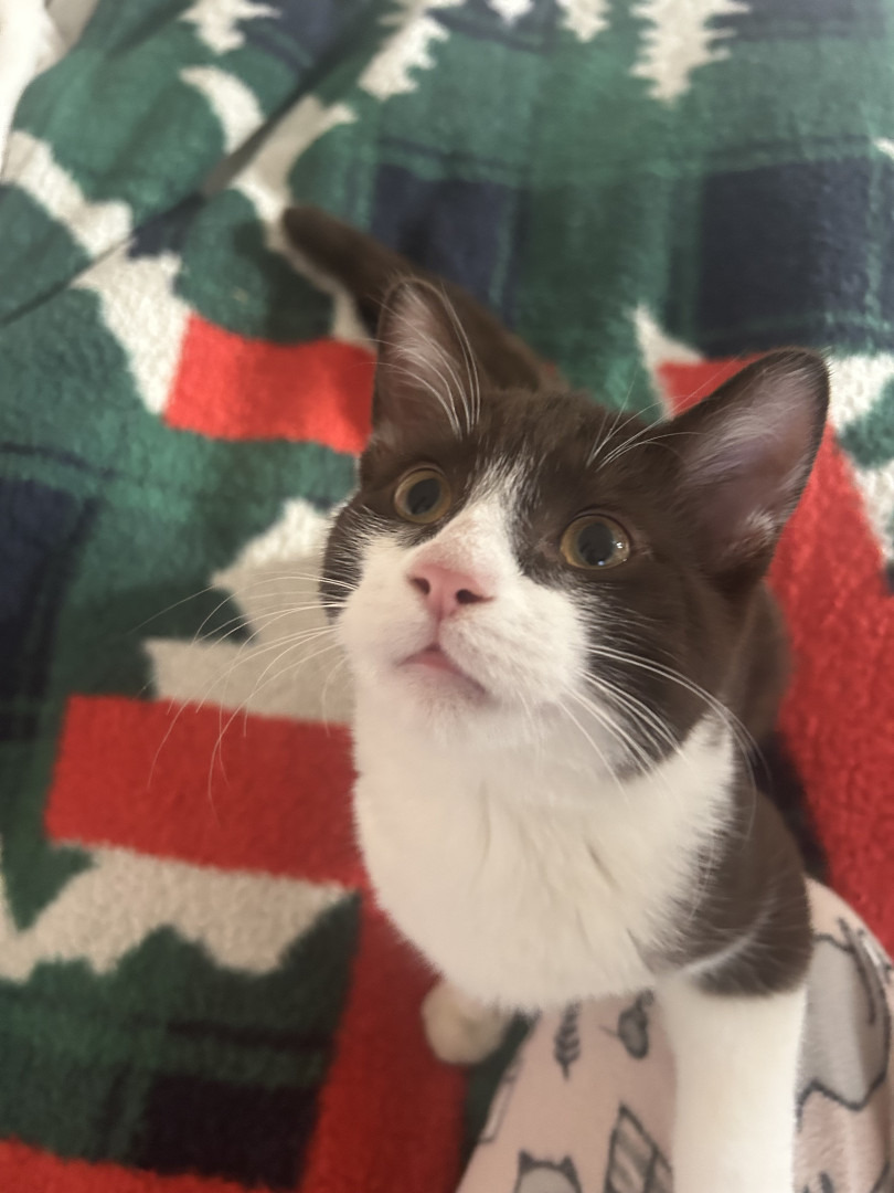 Moog | America's Favorite Pet