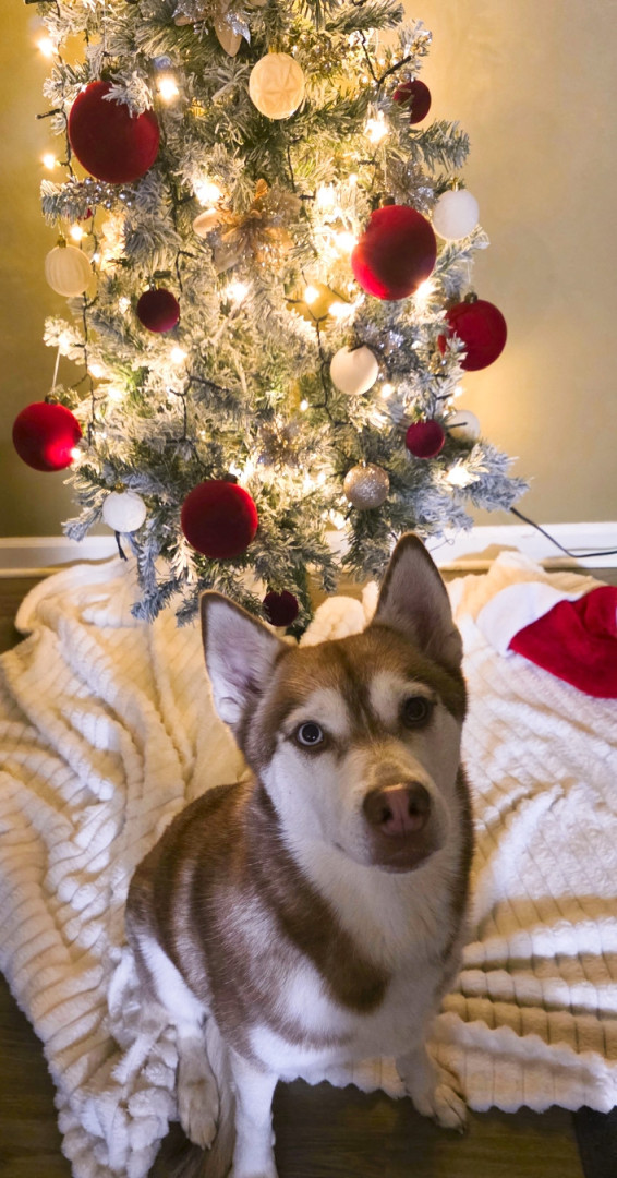 Delta | America's Favorite Pet