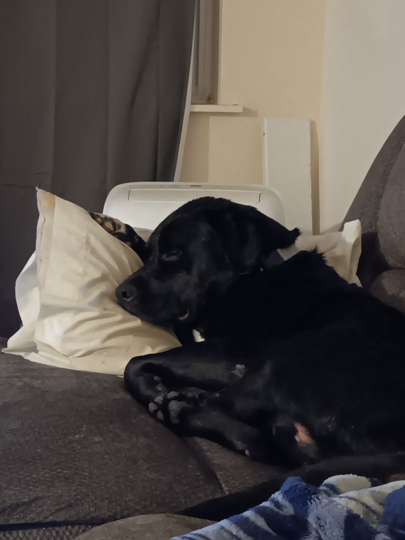 Zeus | America's Favorite Pet