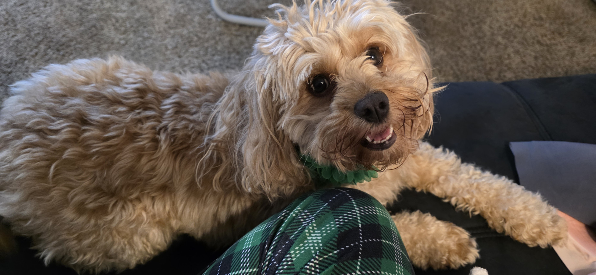 Ellie | America's Favorite Pet