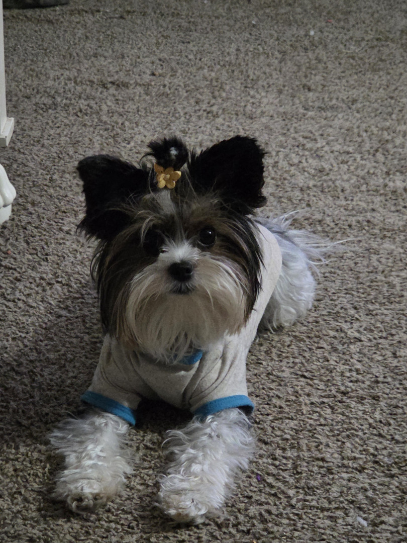 Dee Dee | America's Favorite Pet