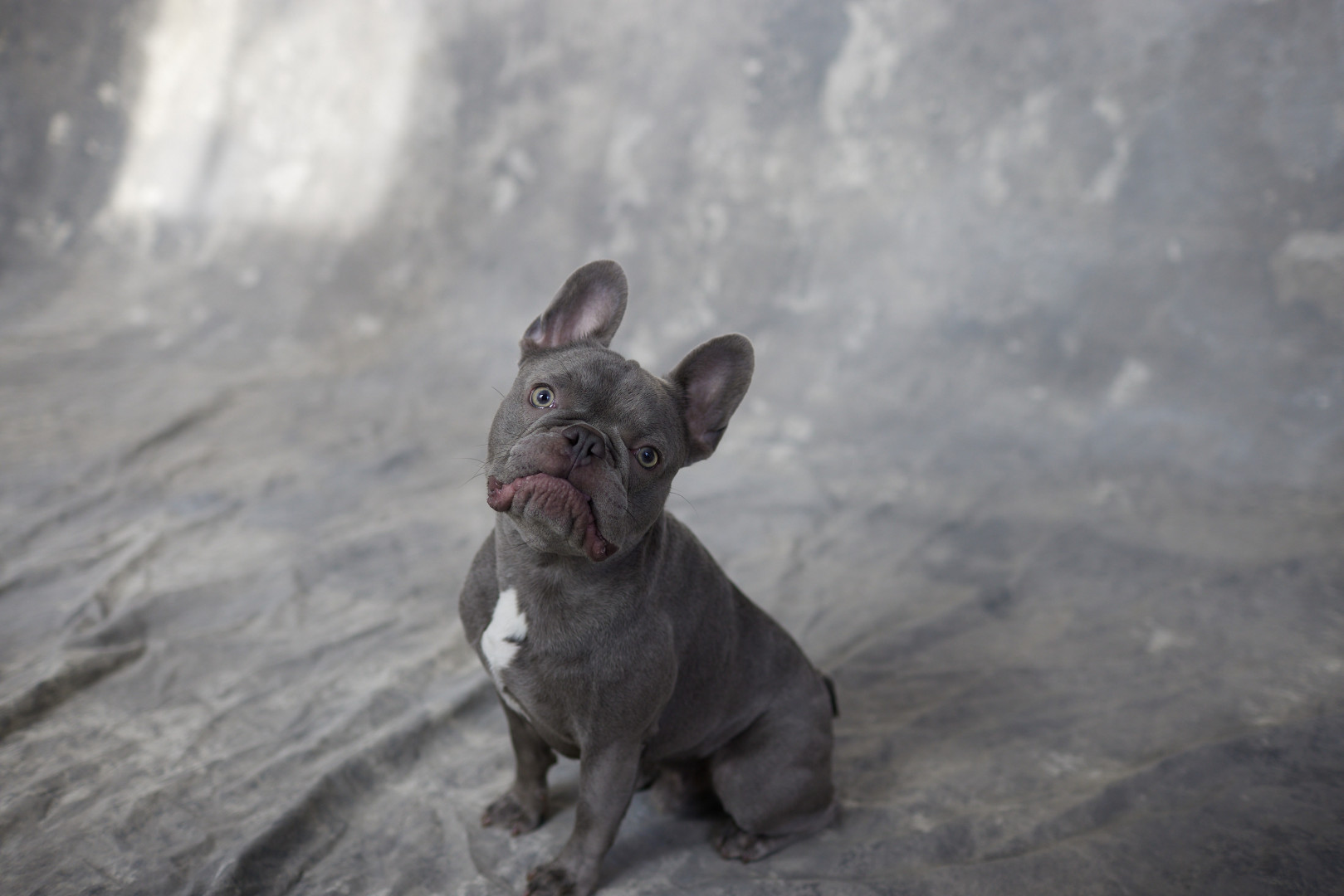 Lebron | America's Favorite Pet