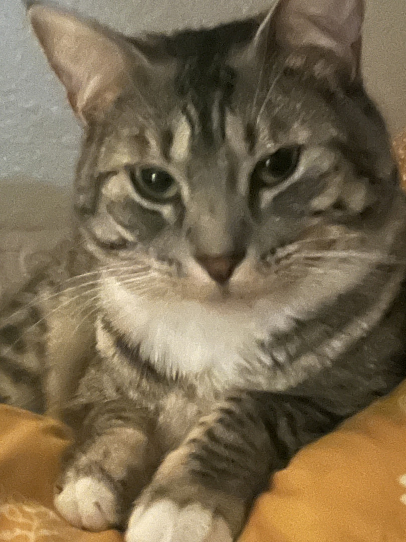 Sheeba | America's Favorite Pet