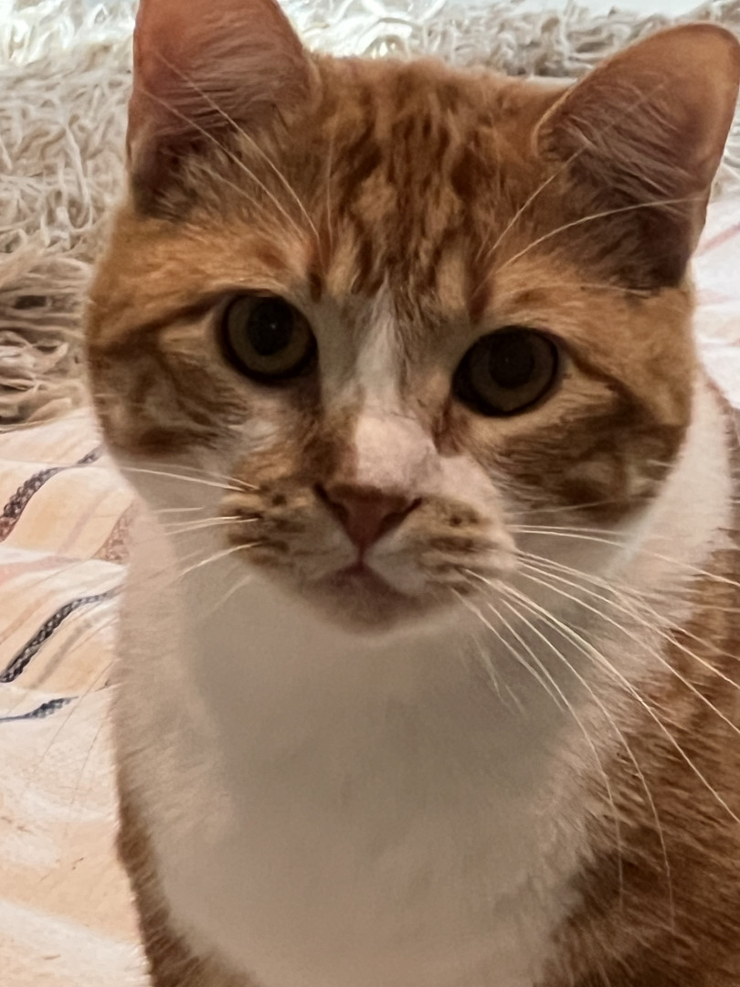 BamBam | America's Favorite Pet