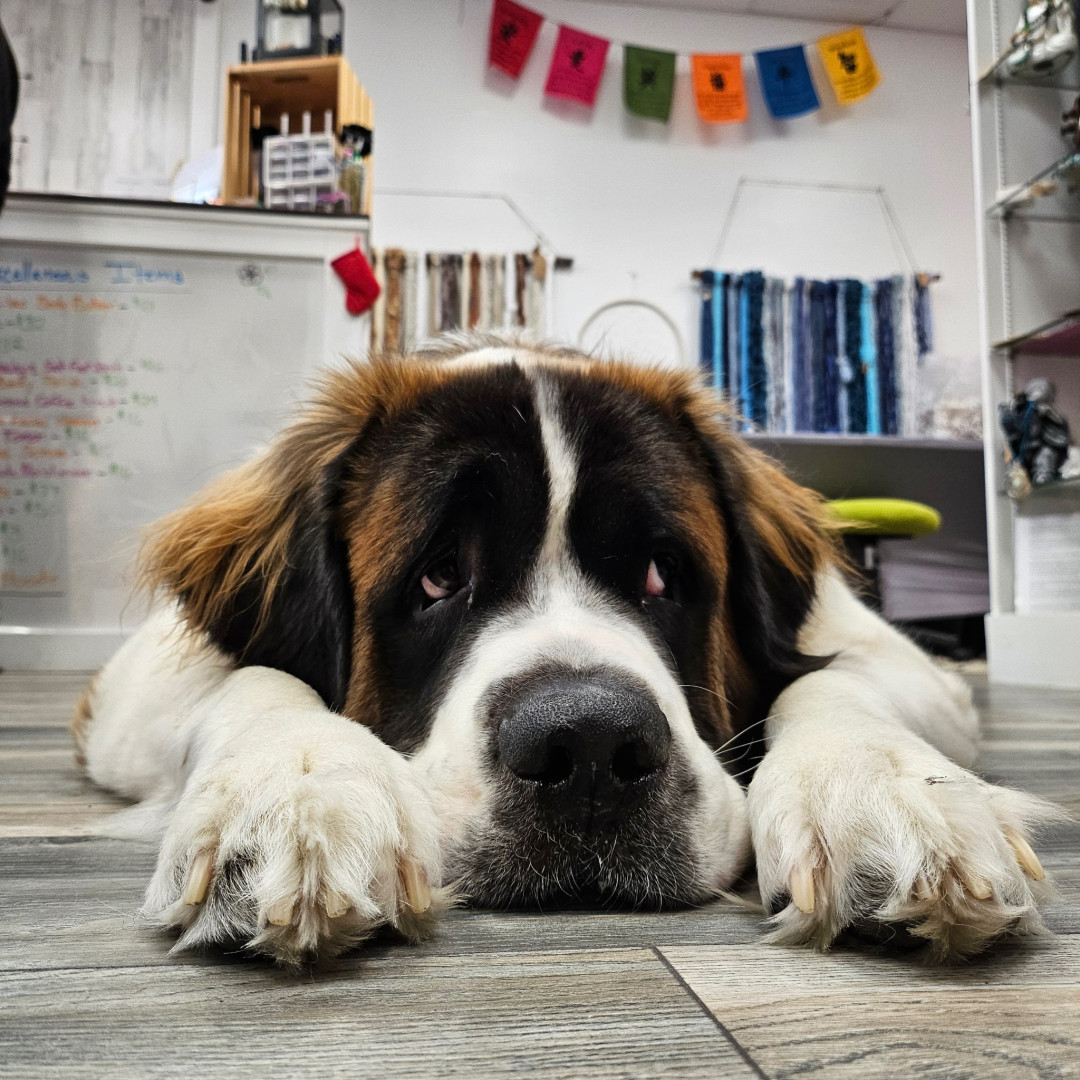 Maximus | America's Favorite Pet
