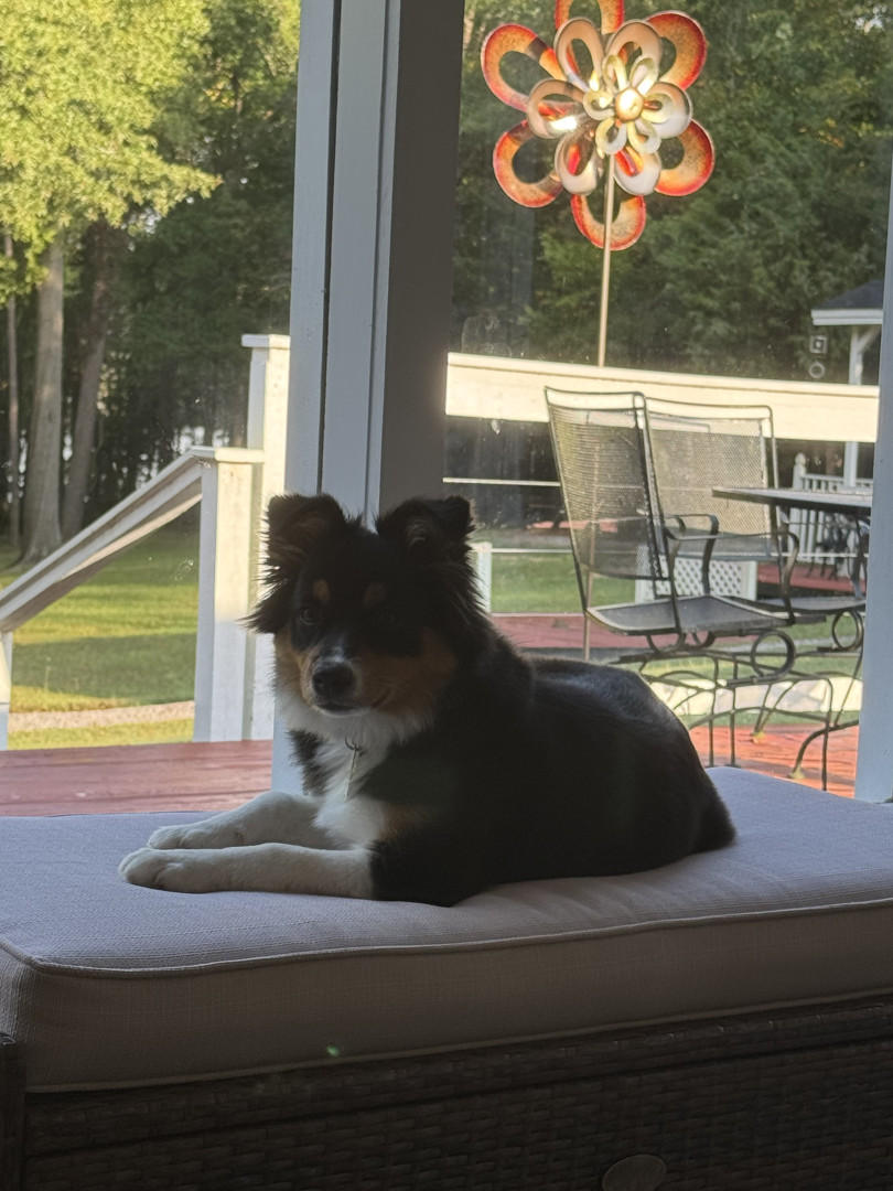 Molly, Cyrus Campbell | America's Favorite Pet