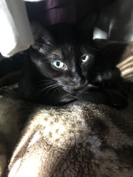 Pretty girl | America's Favorite Pet