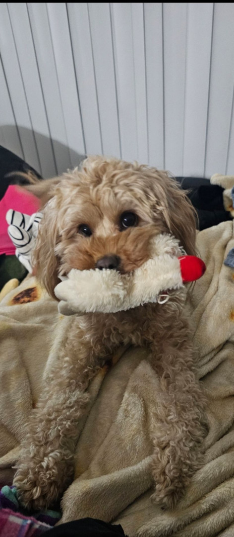 Ellie | America's Favorite Pet