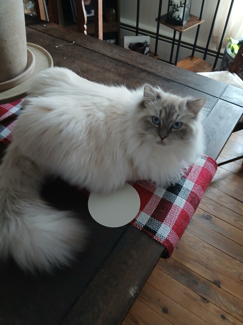 Toby | America's Favorite Pet