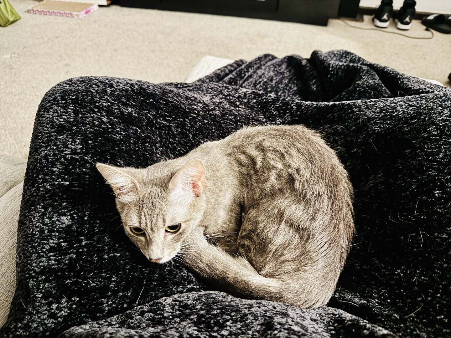 Freya | America's Favorite Pet