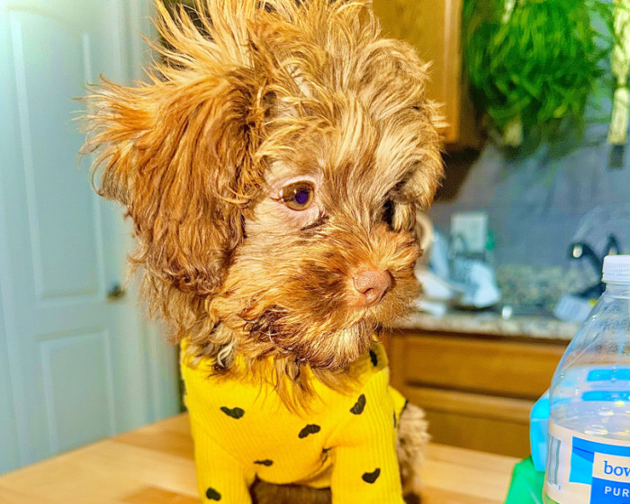 America's Favorite Pet