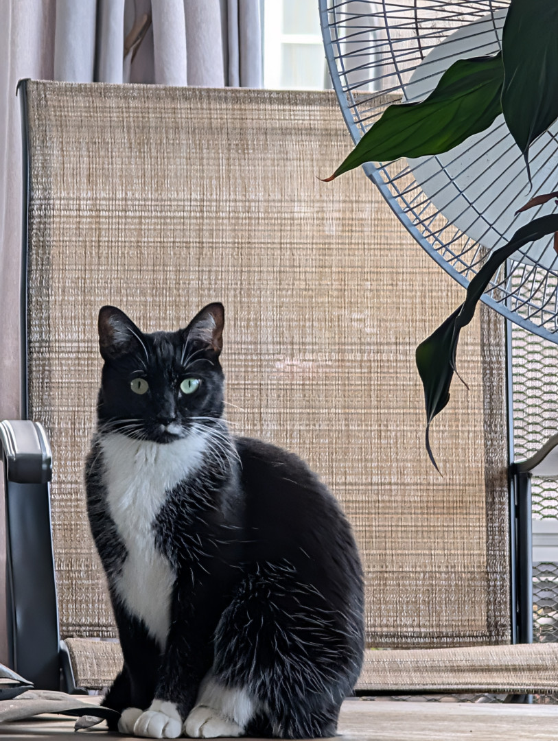 Phyona Grace Tippit | America's Favorite Pet