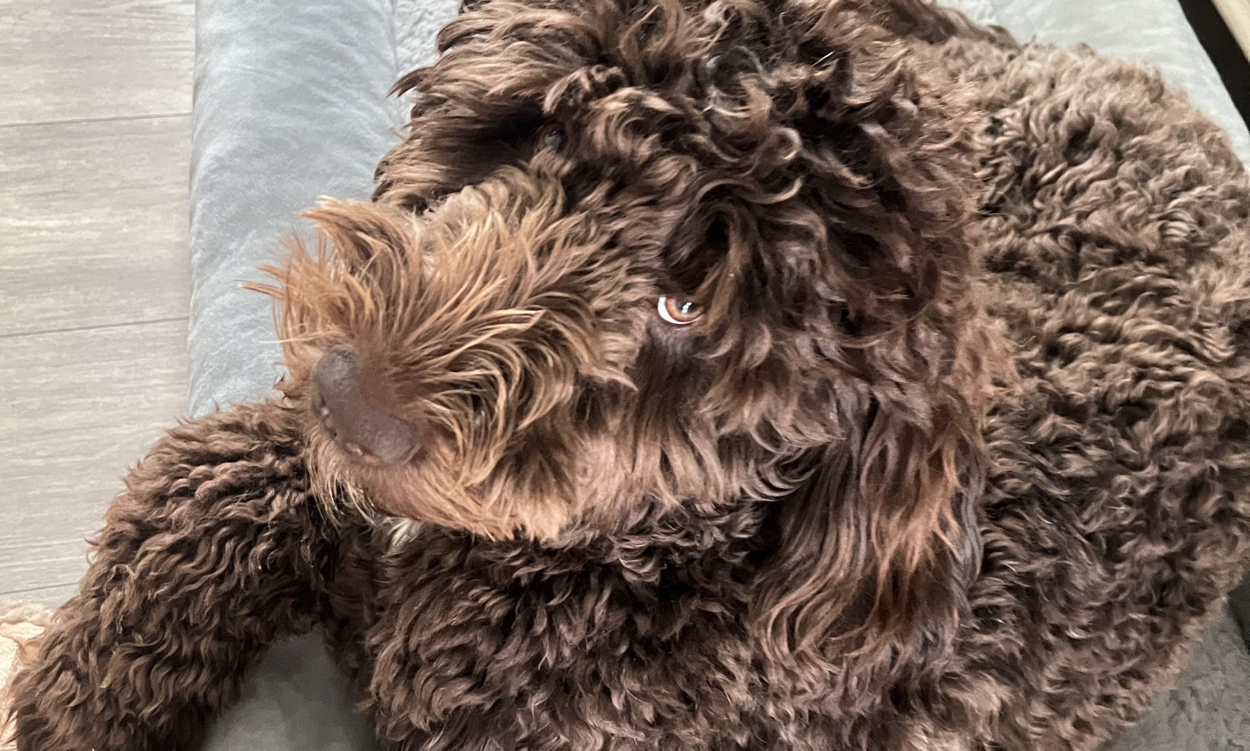 Coconut Venti | America's Favorite Pet