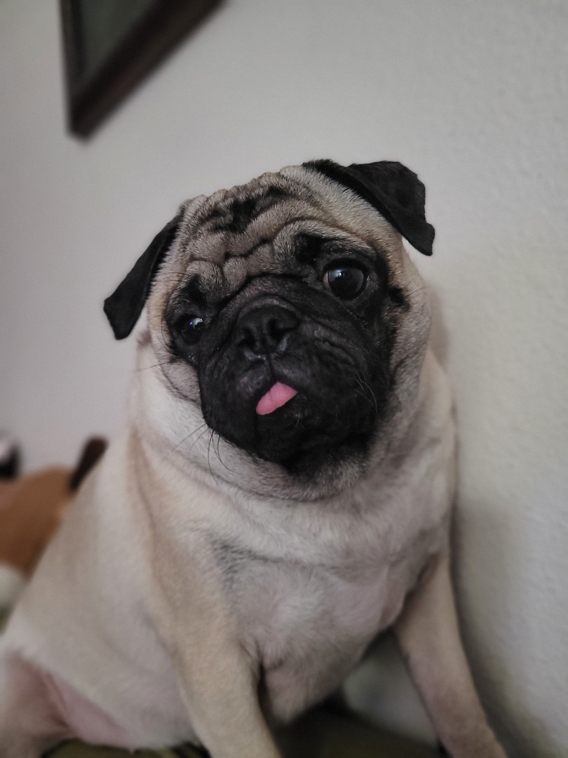 Emily Grace | America's Favorite Pet