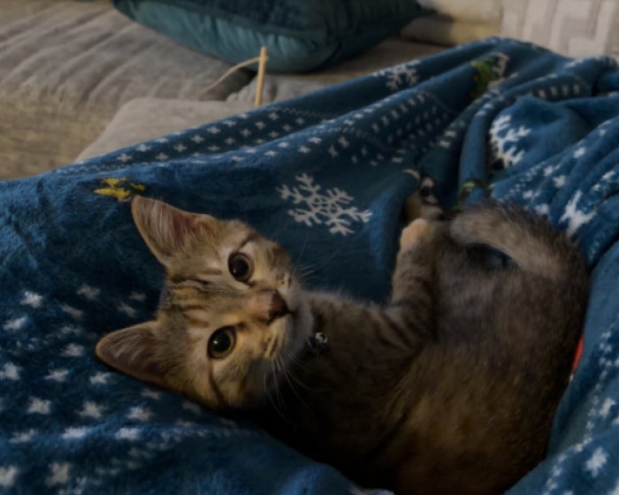 America's Favorite Pet