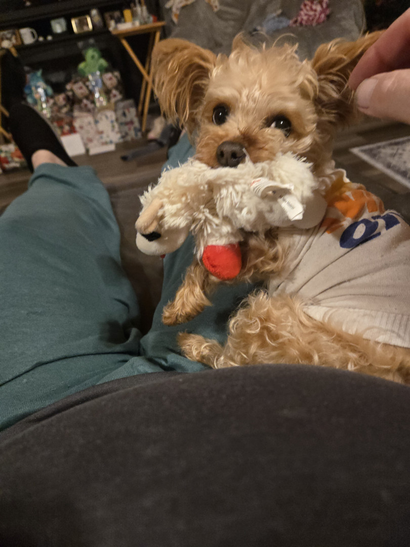 Lilly Ann | America's Favorite Pet