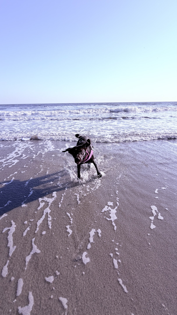 Duck | America's Favorite Pet