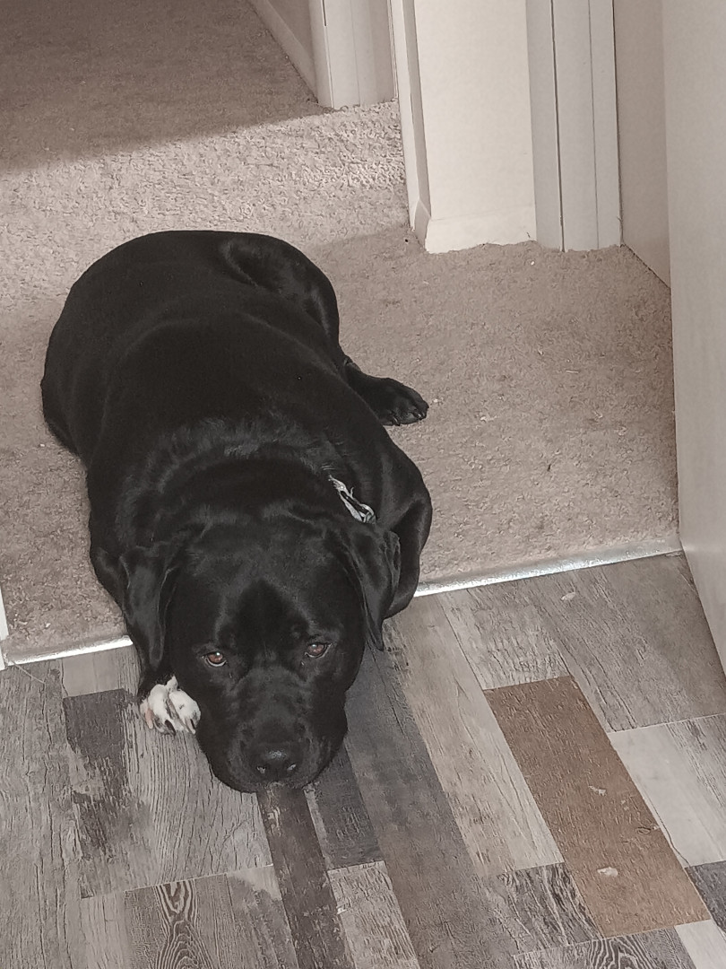 Zeus | America's Favorite Pet