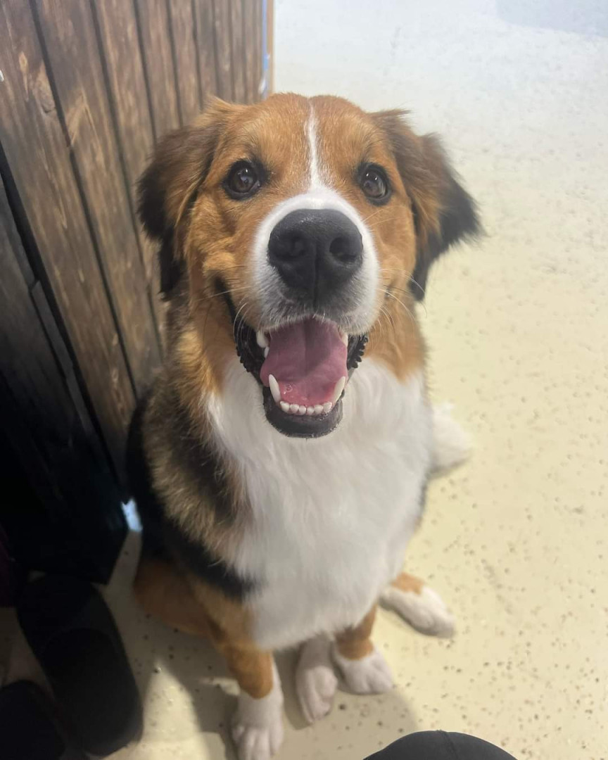 Gabi | America's Favorite Pet