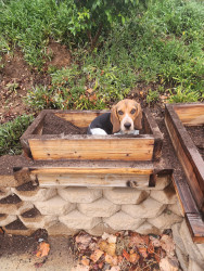 Dorothy | America's Favorite Pet