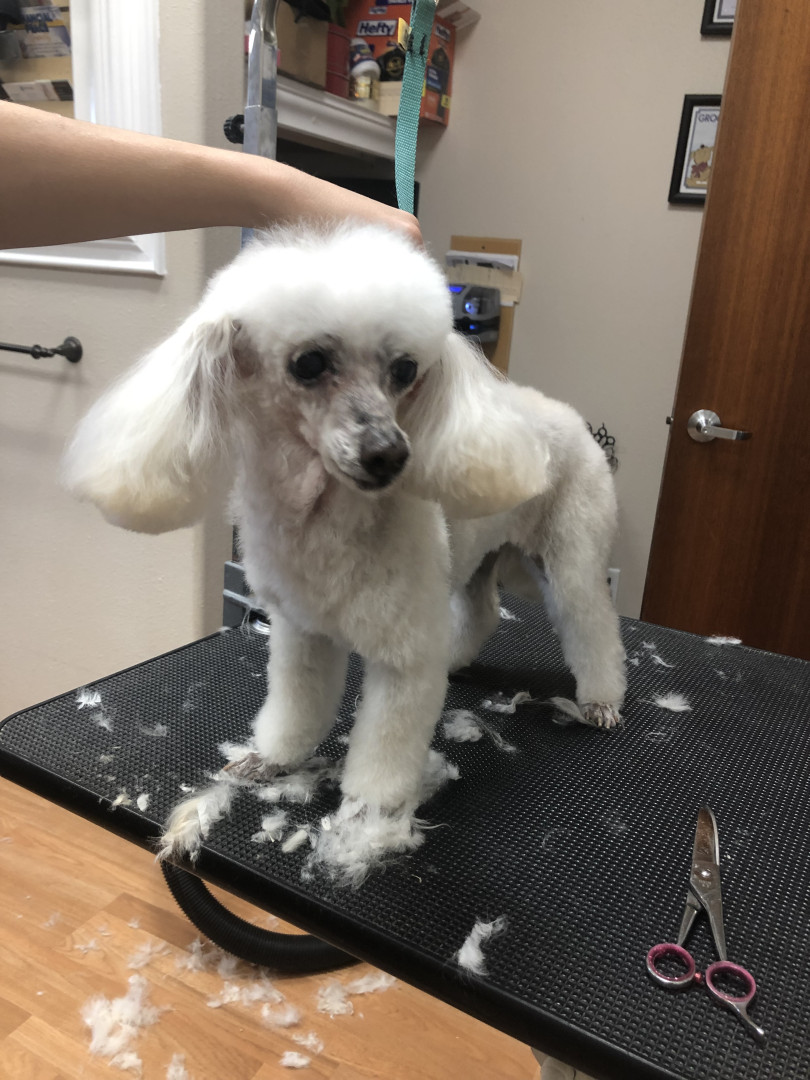 Molly-Boo | America's Favorite Pet