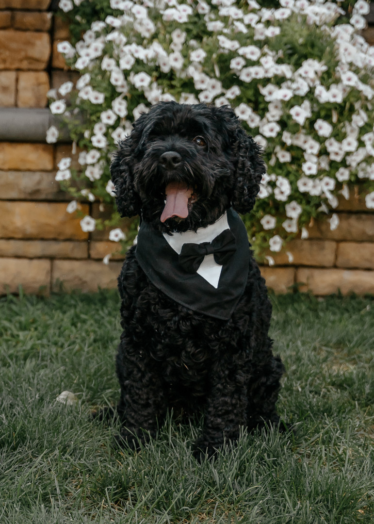 Leo | America's Favorite Pet