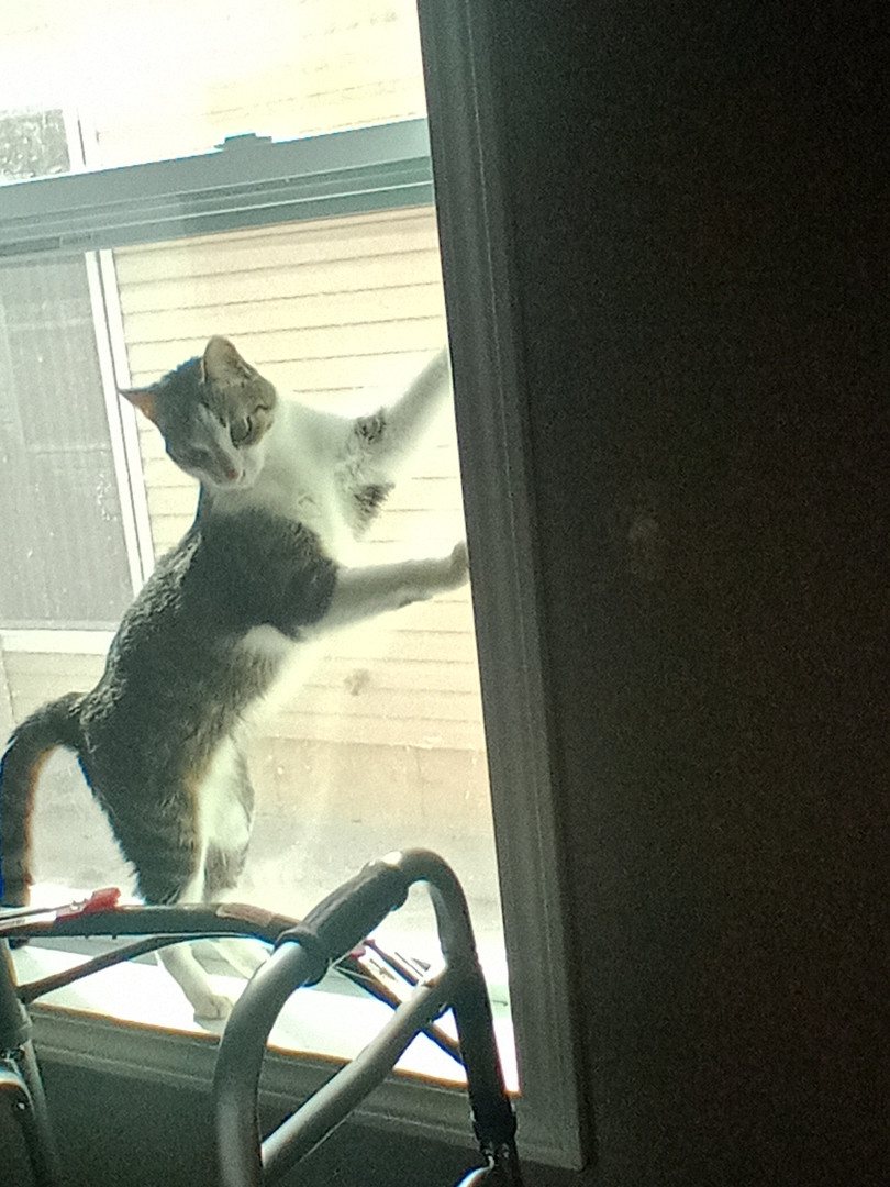 Gizmo | America's Favorite Pet