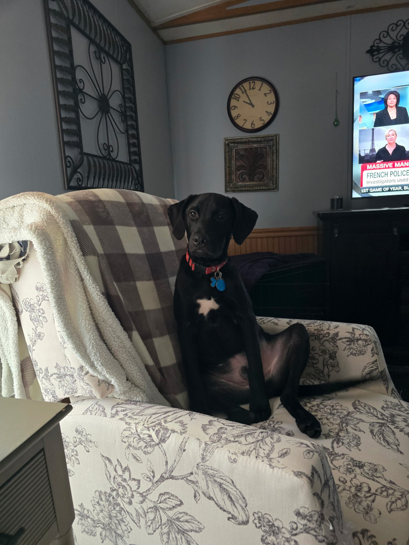 Remington | America's Favorite Pet