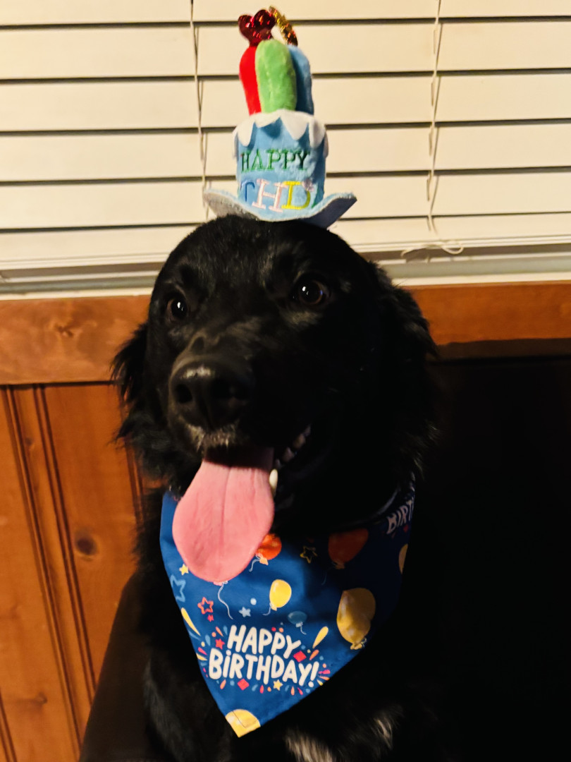 Rip | America's Favorite Pet