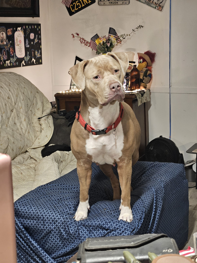 Diamond | America's Favorite Pet