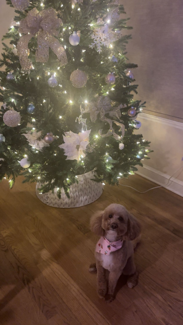 Lola | America's Favorite Pet