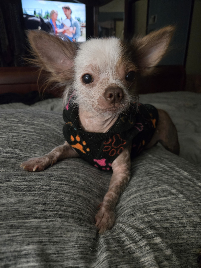 Walker Bait | America's Favorite Pet