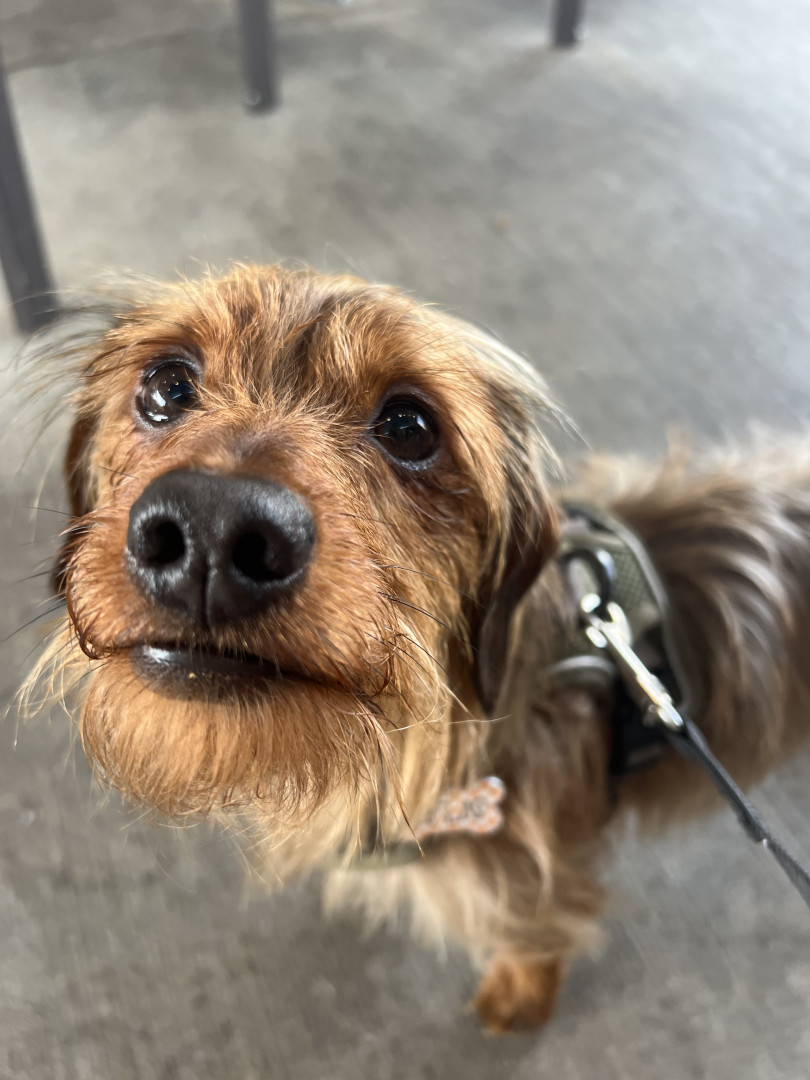 Atlas | America's Favorite Pet