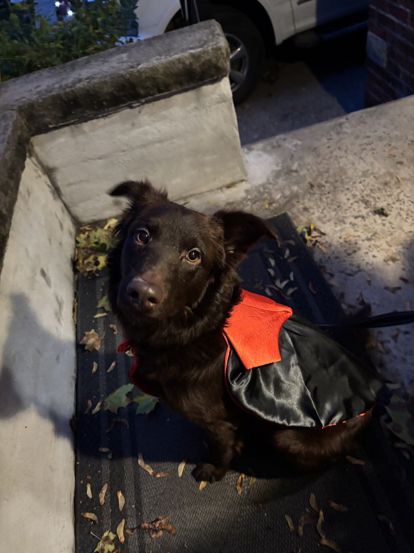 Aubbie | America's Favorite Pet