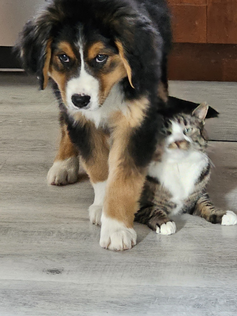 Gabi | America's Favorite Pet