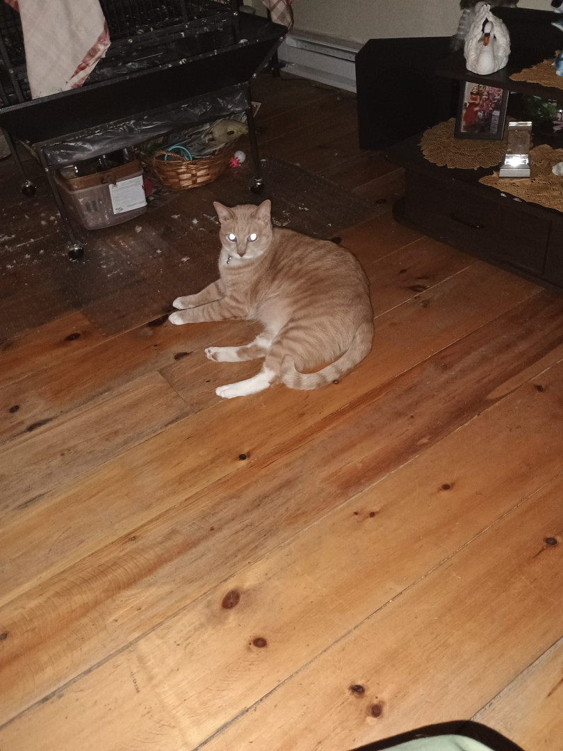 Toby | America's Favorite Pet