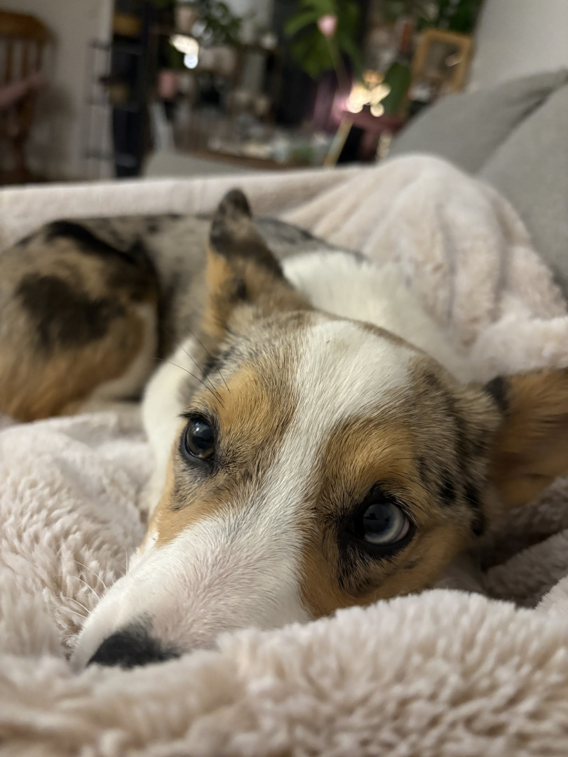 Lilo | America's Favorite Pet