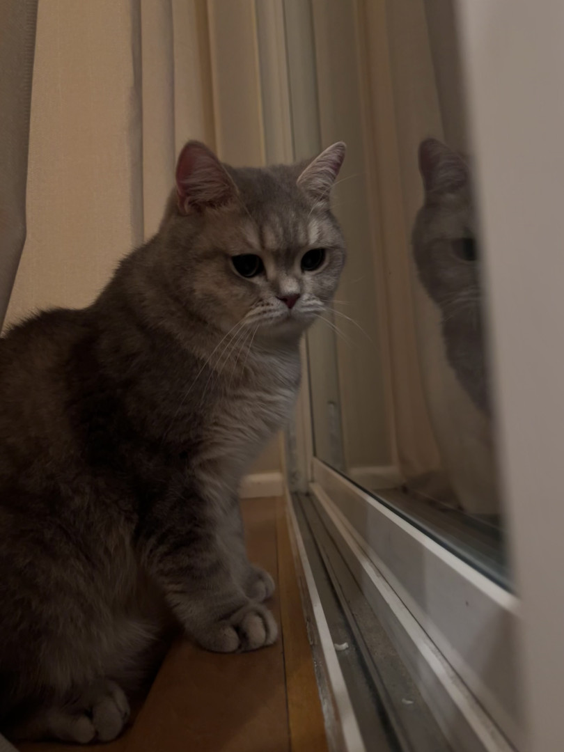 stormi | America's Favorite Pet