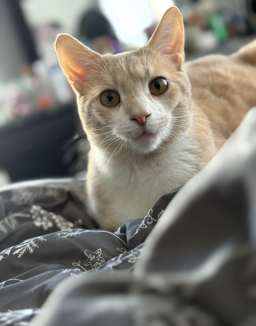 Marchenko | America's Favorite Pet