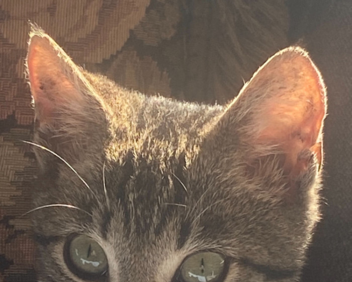 Tiger | America's Favorite Pet