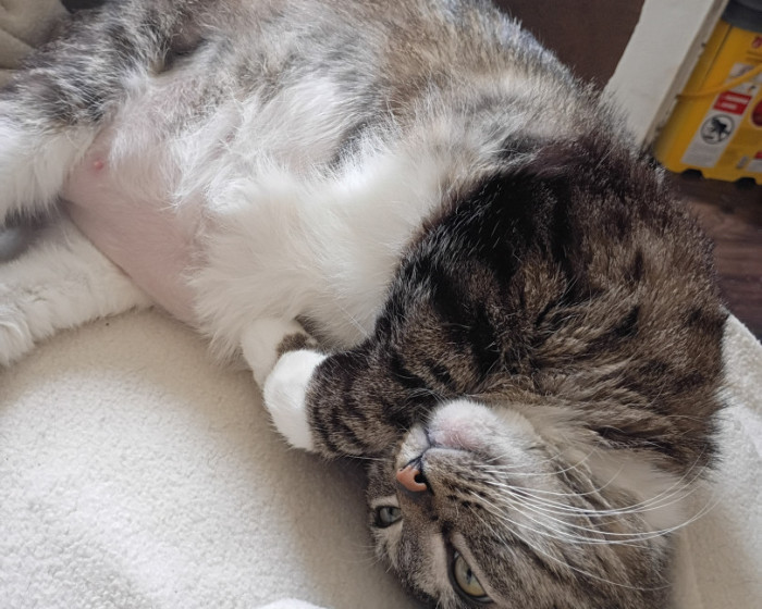 Mittens | America's Favorite Pet