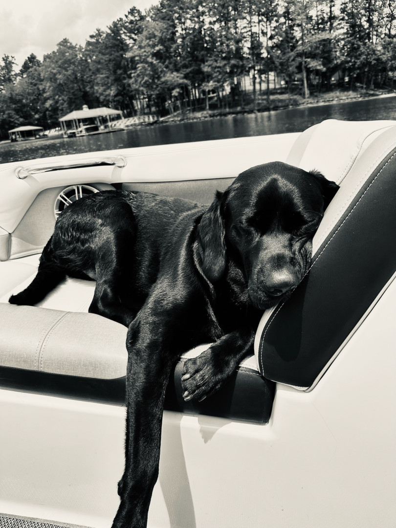 Cameron | America's Favorite Pet