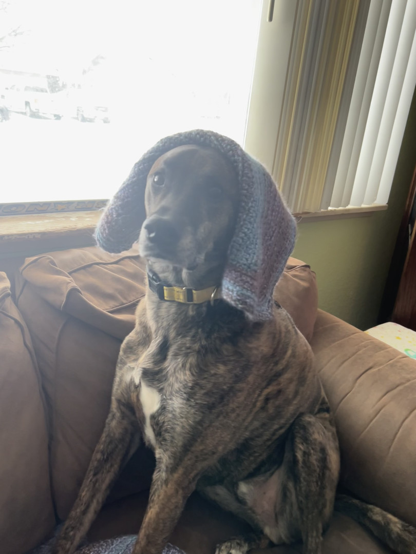 Benjamin | America's Favorite Pet