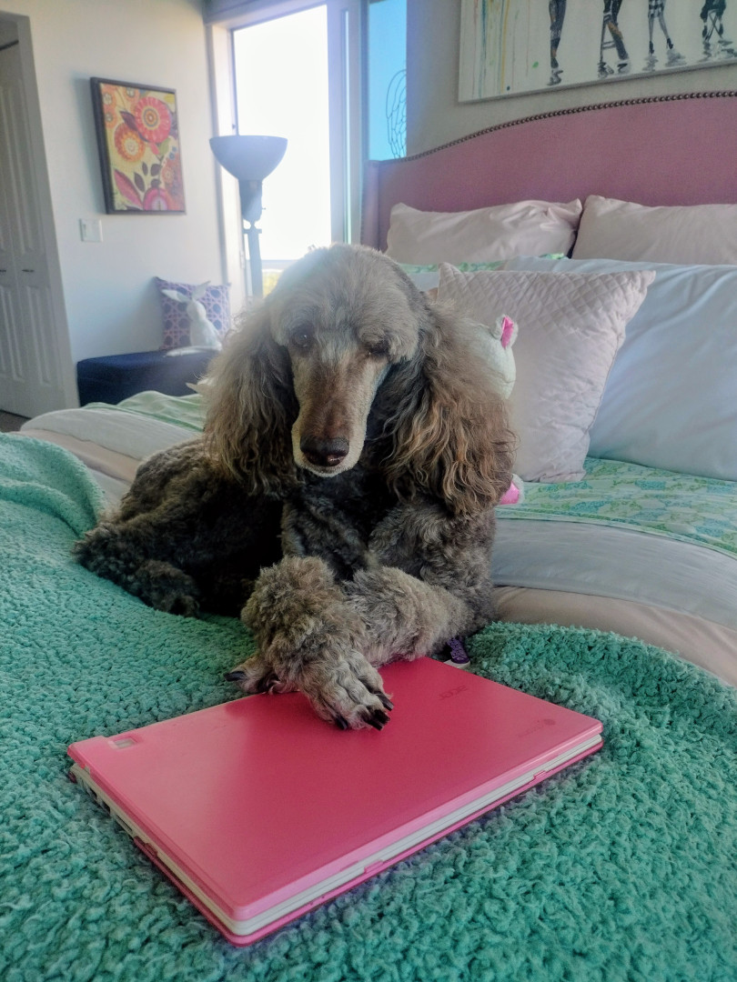 Coconut Princess "Coco" | America's Favorite Pet