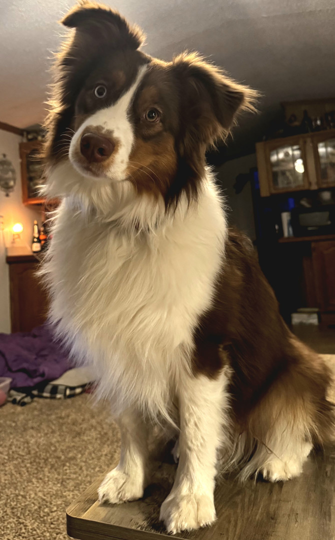 Rip | America's Favorite Pet