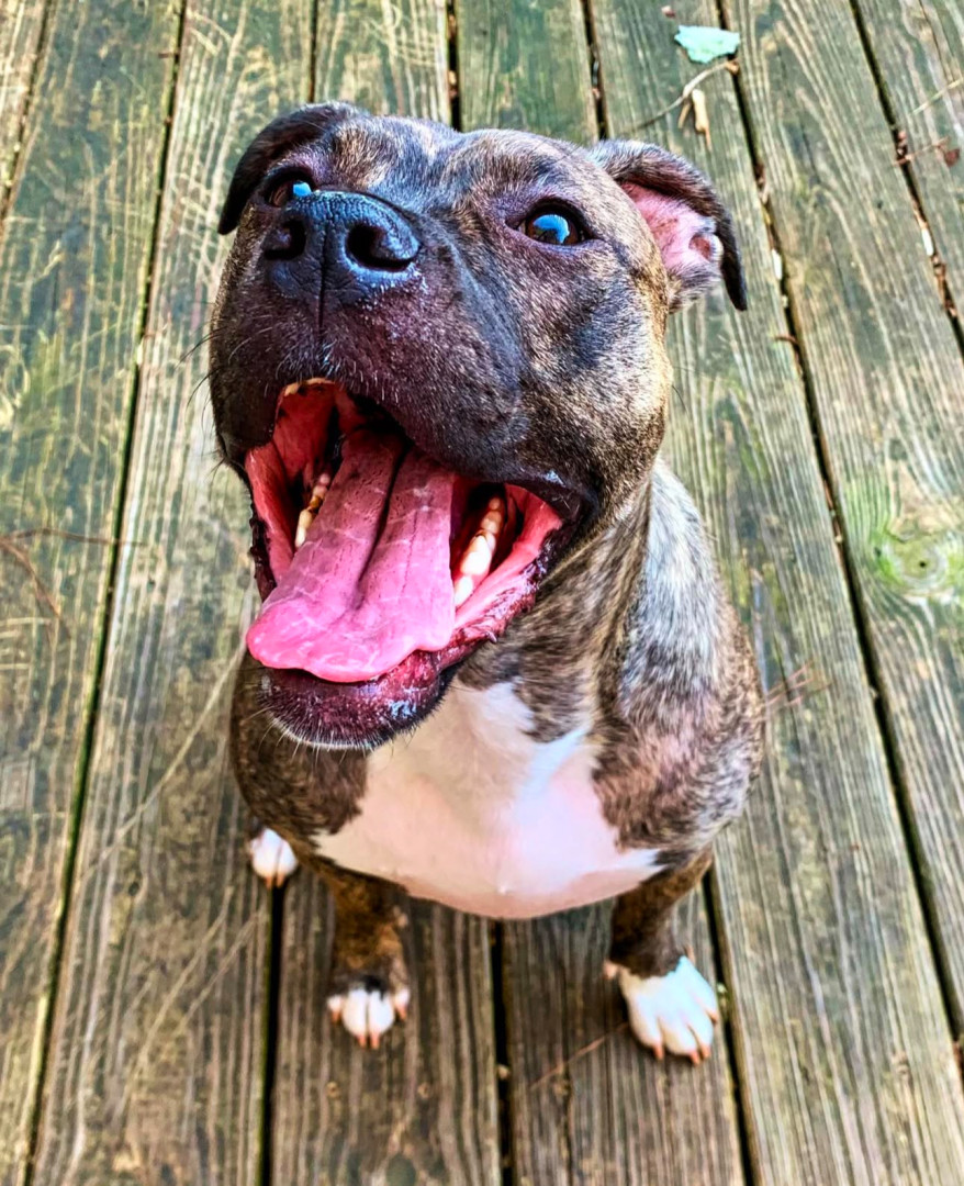 Lucy Pickles | America's Favorite Pet