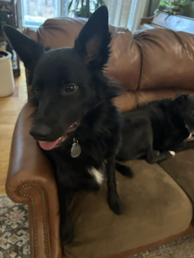 Rip | America's Favorite Pet