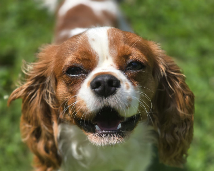 Braxton | America's Favorite Pet