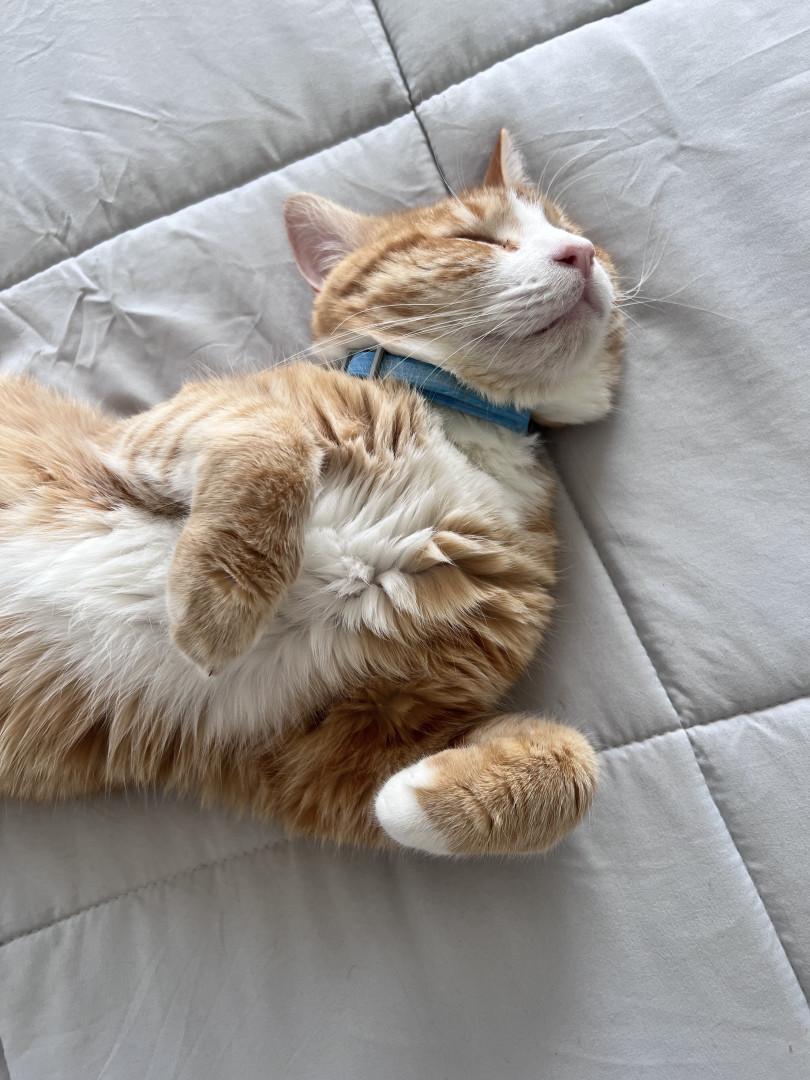 Oli | America's Favorite Pet