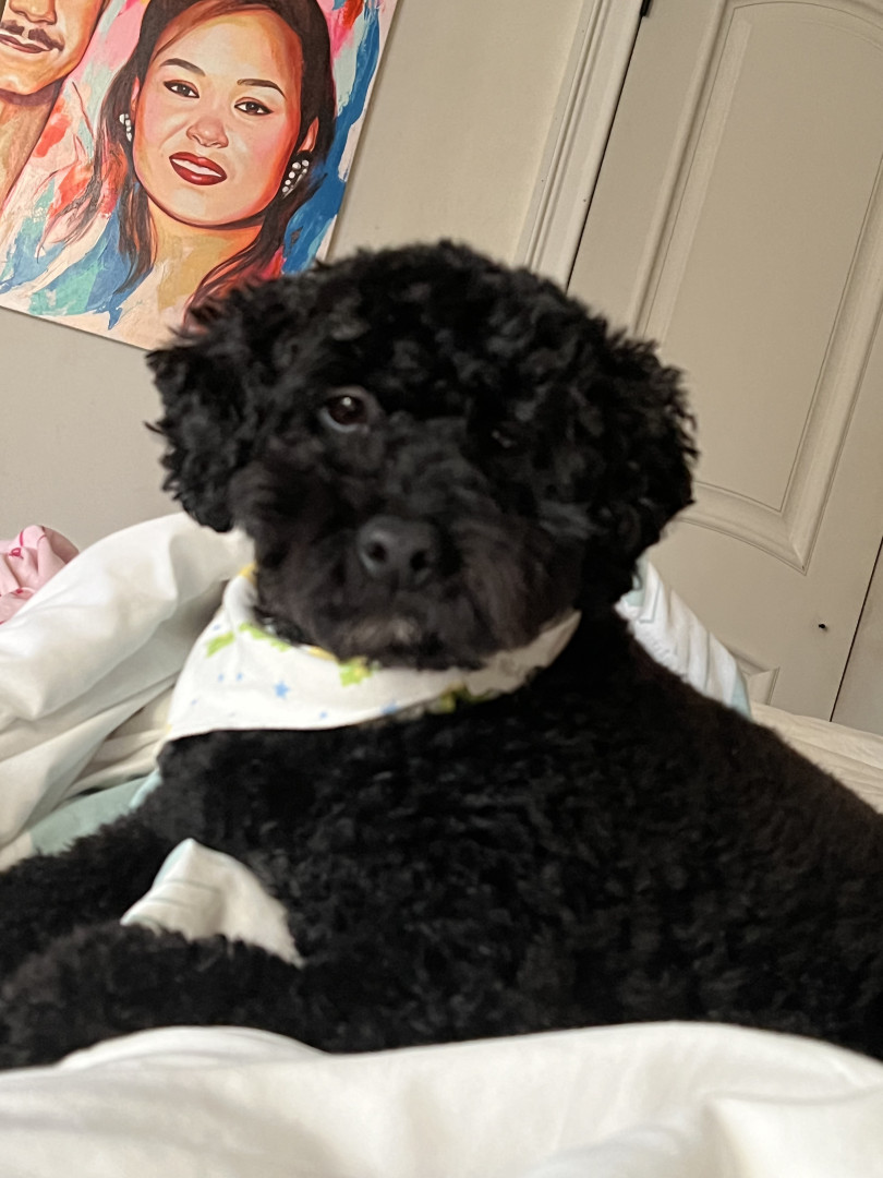 Dries | America's Favorite Pet